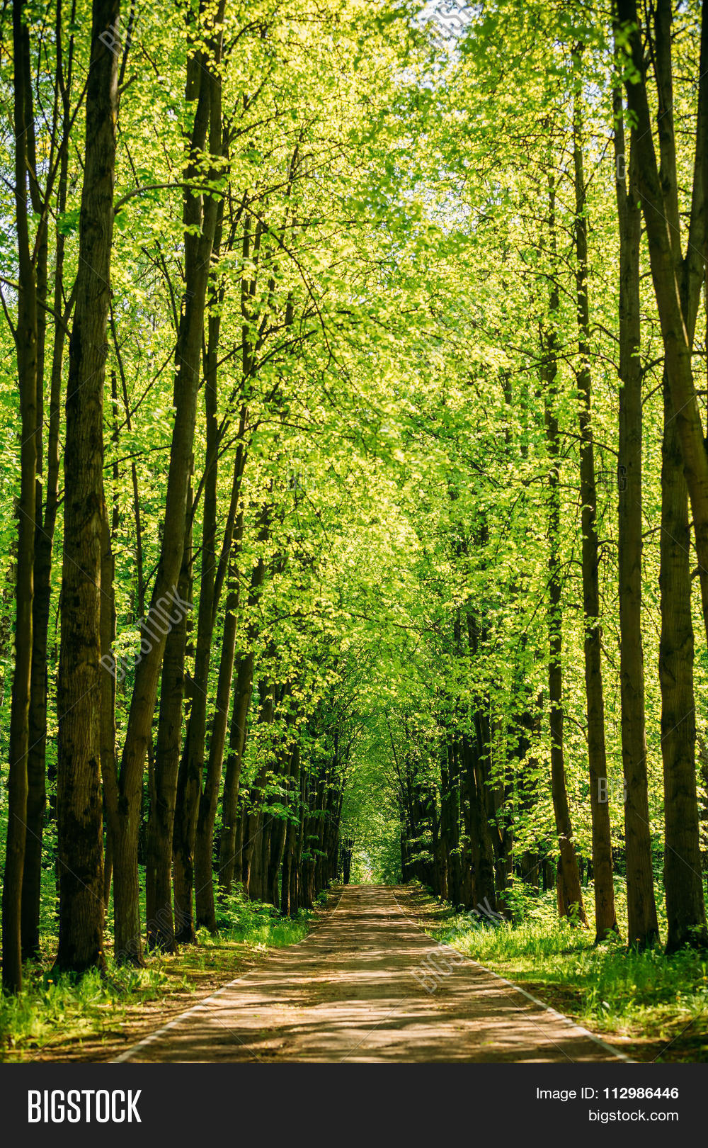 Walkway Lane Path Image & Photo (Free Trial) | Bigstock