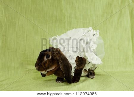Dressed Rabbit Image & Photo (Free Trial) | Bigstock