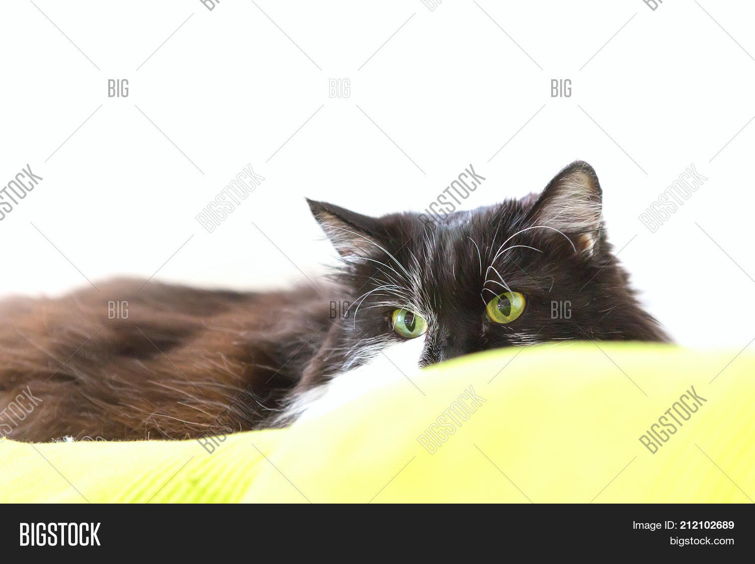 Cat Looking Unfriendly Image & Photo (Free Trial) | Bigstock