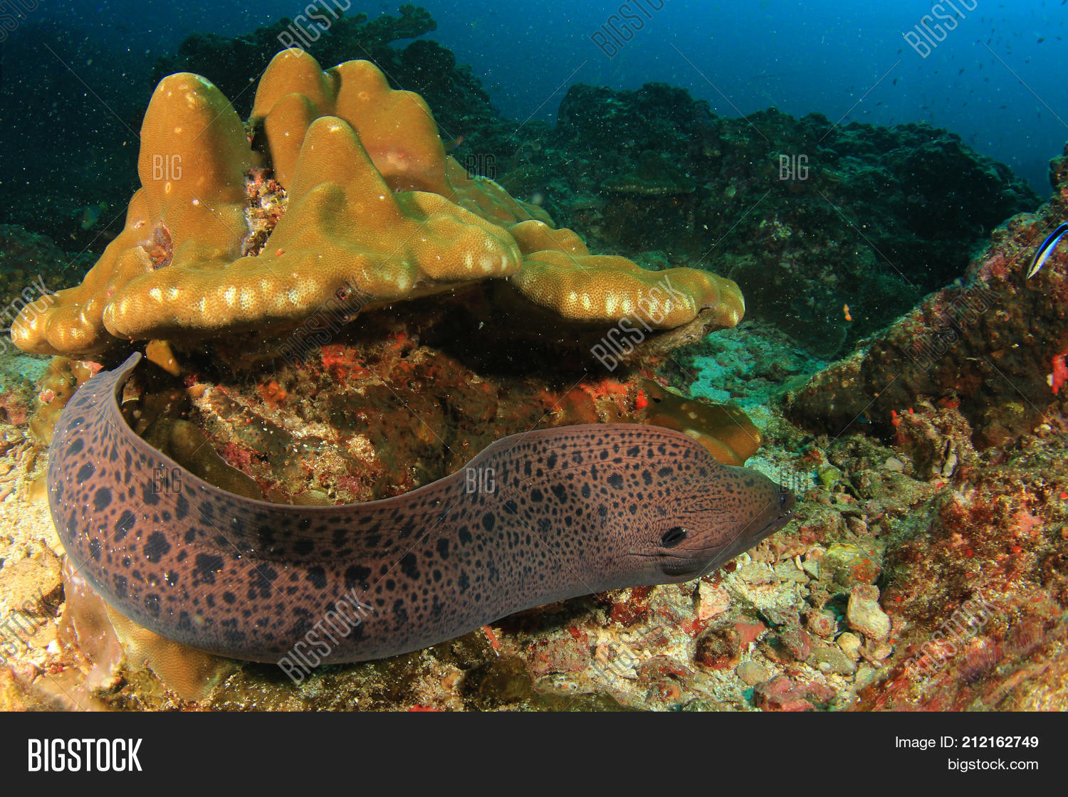 Moray Eel Image & Photo (Free Trial) | Bigstock