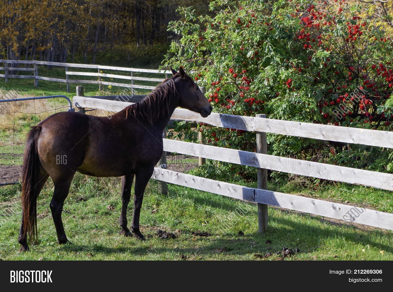 Thoroughbred Canadian Image & Photo (Free Trial) | Bigstock