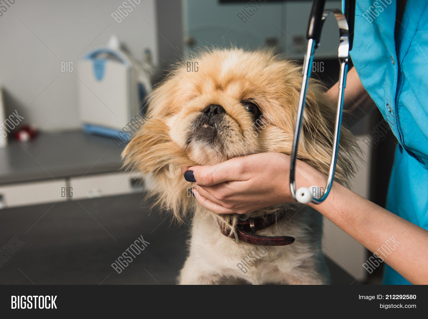 Vet Examining Dog Image & Photo (Free Trial) | Bigstock