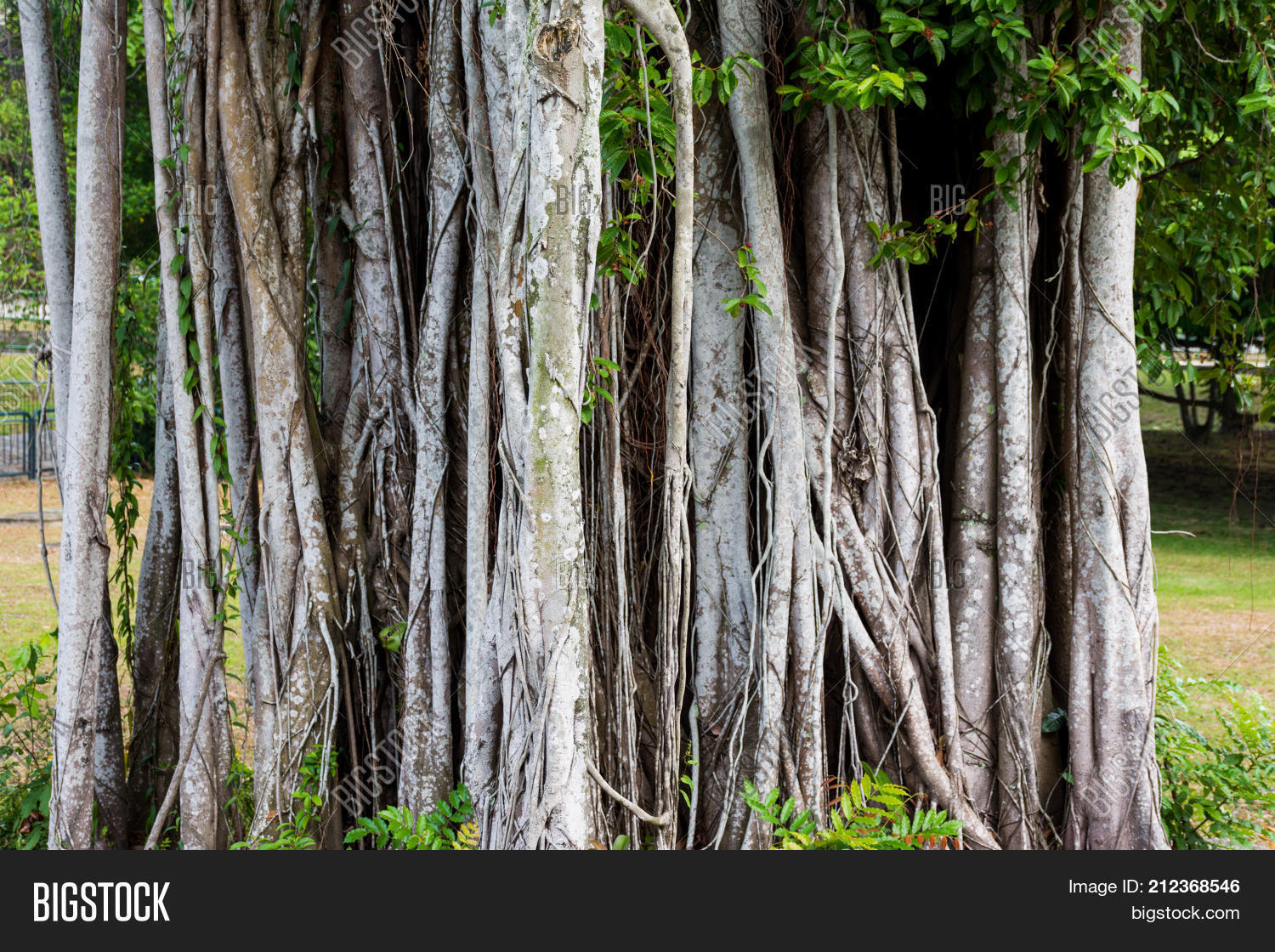 View Dense Thickets Image & Photo (Free Trial) | Bigstock
