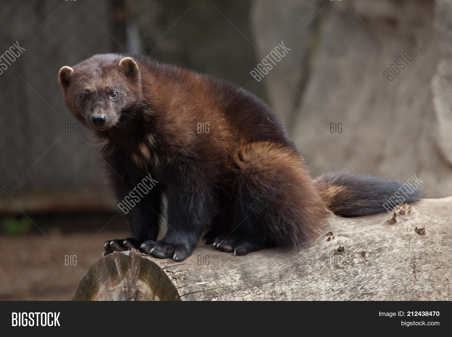 Wolverine (Gulo Gulo Image & Photo (Free Trial) | Bigstock