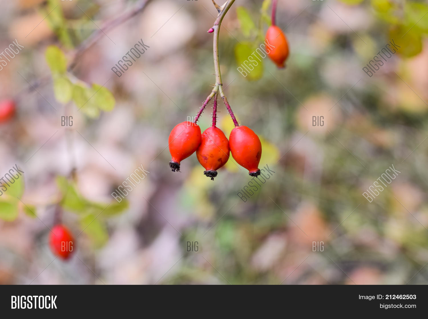 Red Ripe Briar Berries Image & Photo (Free Trial) | Bigstock