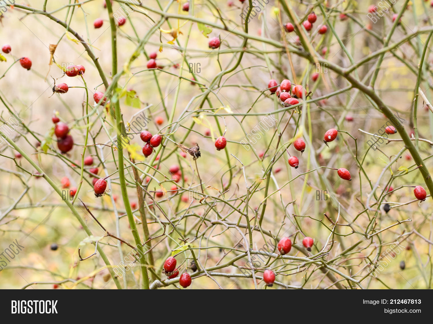 Red Ripe Briar Berries Image & Photo (Free Trial) | Bigstock