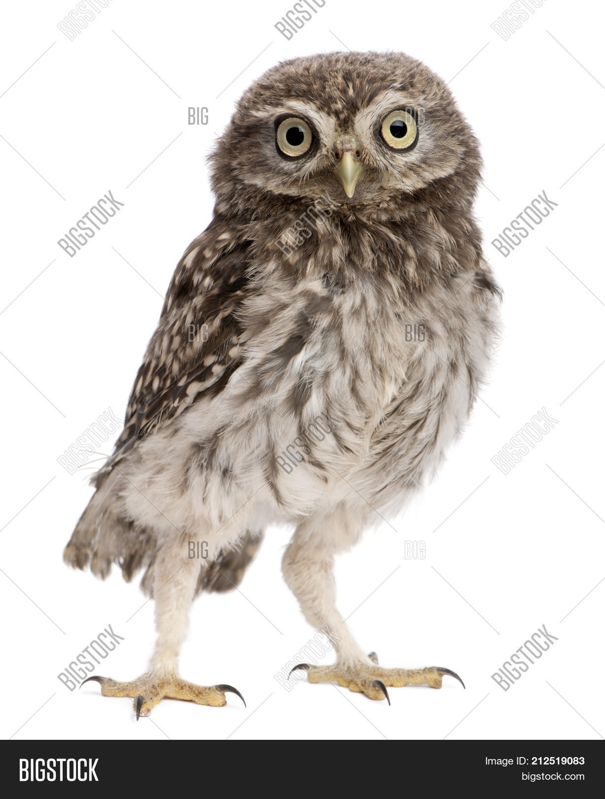 Young Owl Standing Image & Photo (Free Trial) | Bigstock