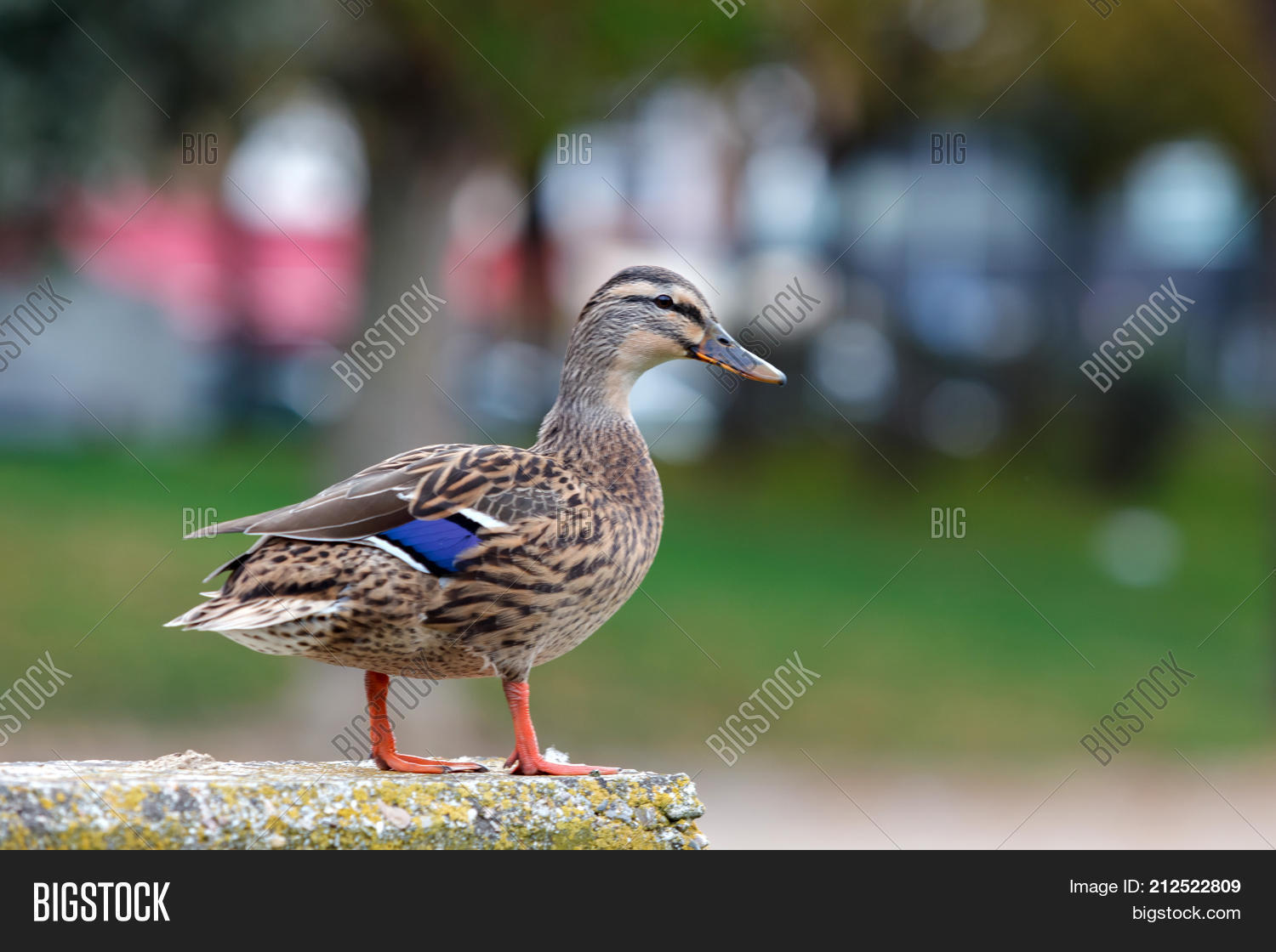 Beautiful Duck Blue Image & Photo (Free Trial) | Bigstock