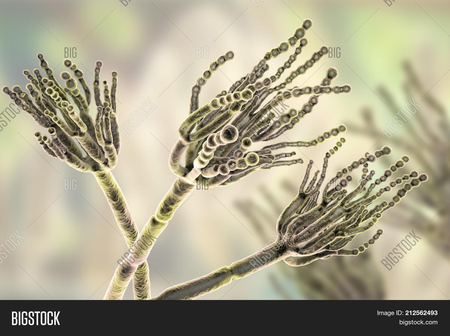 Fungi Penicillium Image & Photo (Free Trial) | Bigstock