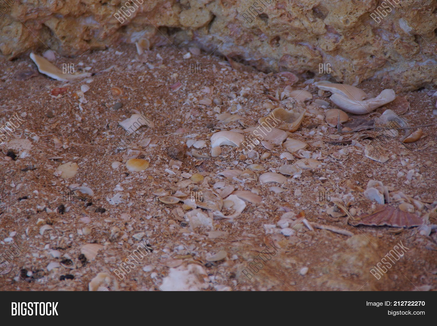 Shells. Shooting Image & Photo (Free Trial) | Bigstock