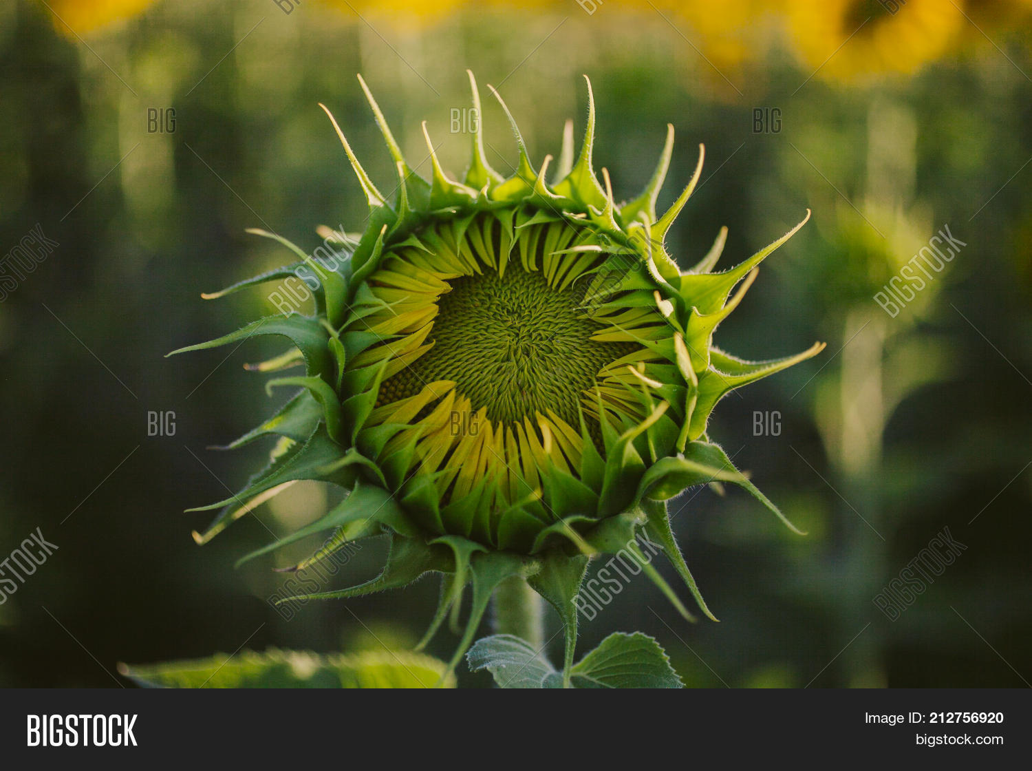 Green Closed Sunflower Image & Photo (Free Trial) | Bigstock