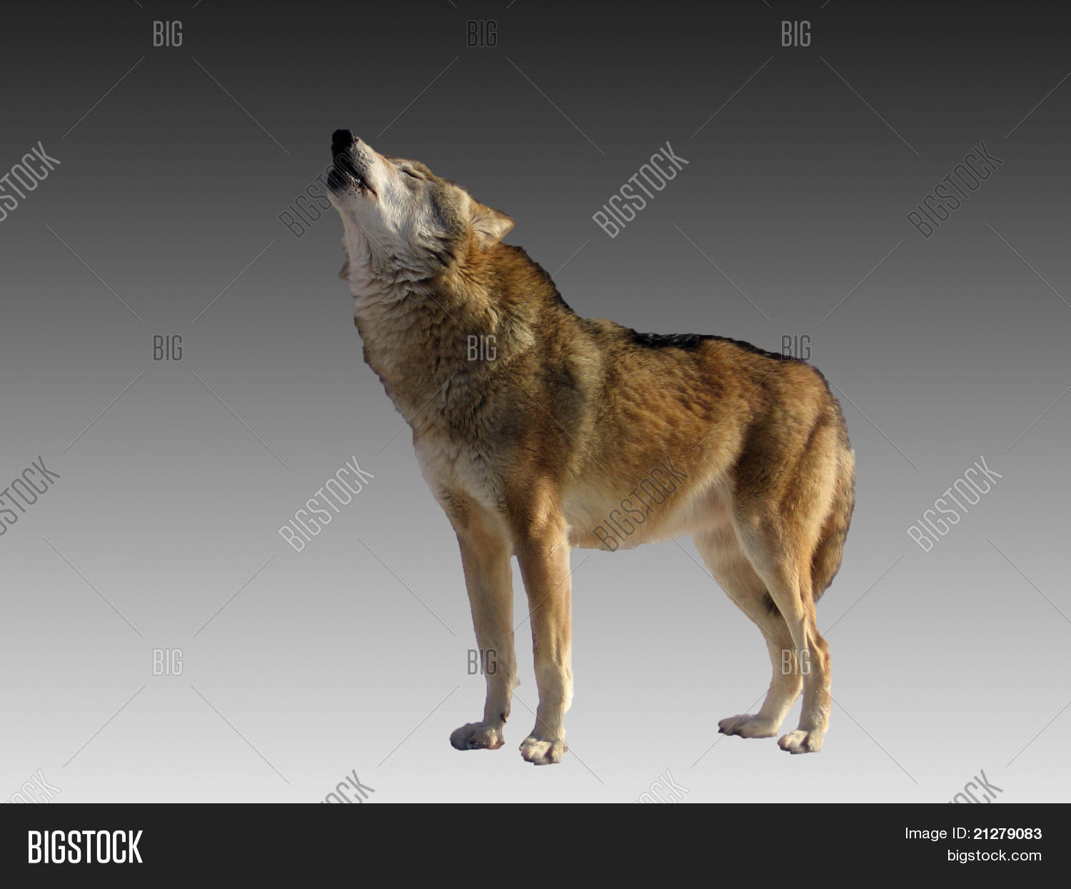 Singing Wolves Wallpapers