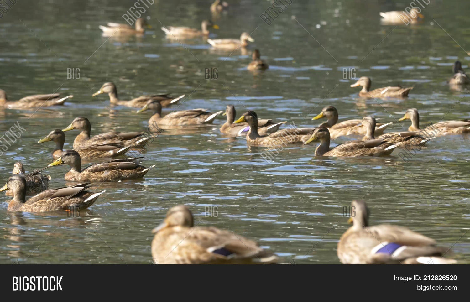 Ducks Park. Ducks Image & Photo (Free Trial) | Bigstock