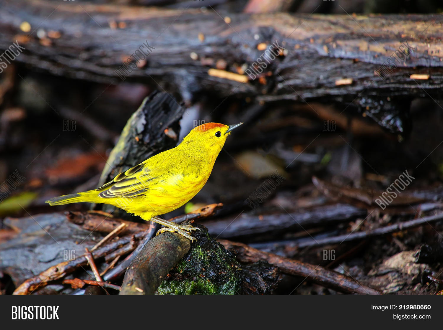 Male Yellow Warbler On Image & Photo (Free Trial) | Bigstock