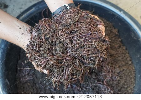 Earthworm Farm - Image & Photo (Free Trial) | Bigstock