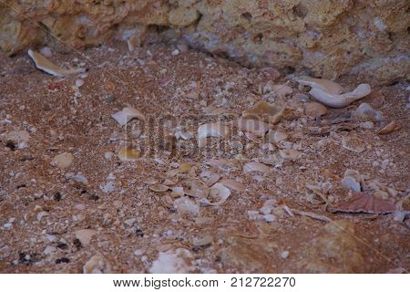 Shells. Shooting Image & Photo (Free Trial) | Bigstock