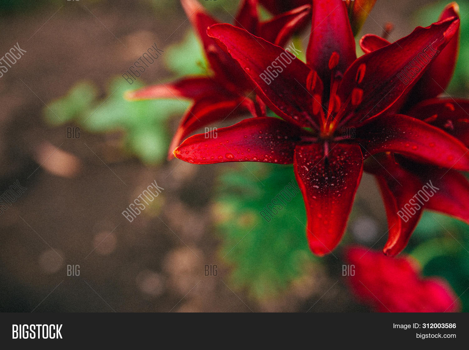Red Lily Amaryllis Image & Photo (Free Trial) | Bigstock
