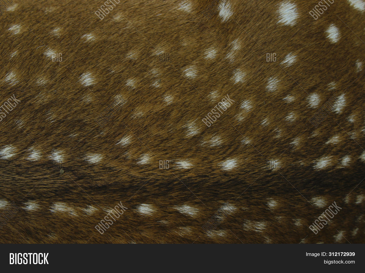 Blurred Animals Image & Photo (Free Trial) | Bigstock