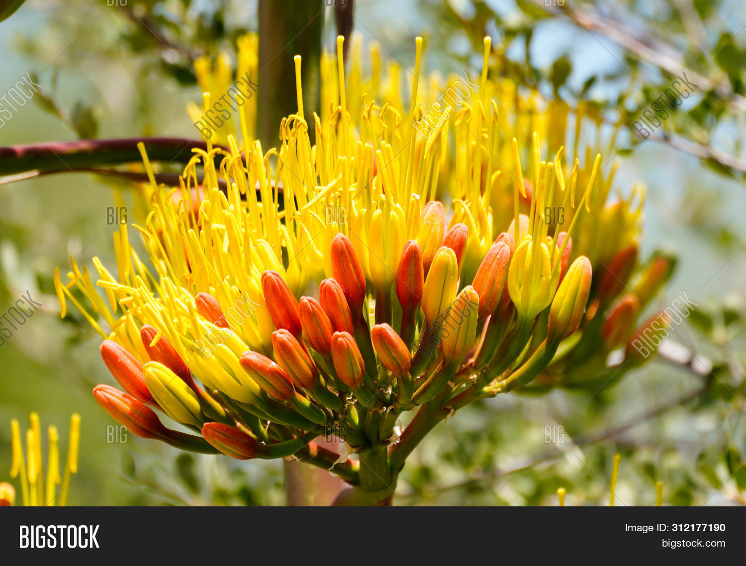 Beautiful Yellow Image & Photo (Free Trial) | Bigstock