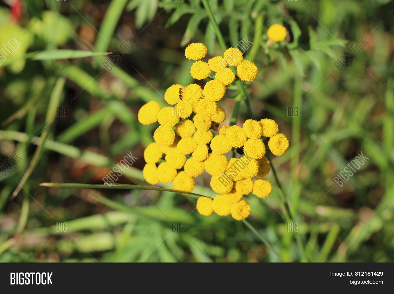 Imagen y foto Yellow Tansy (prueba gratis) | Bigstock