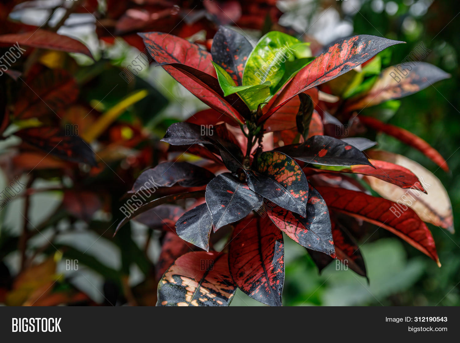 Codiaeum Variegatum Image & Photo (Free Trial) | Bigstock