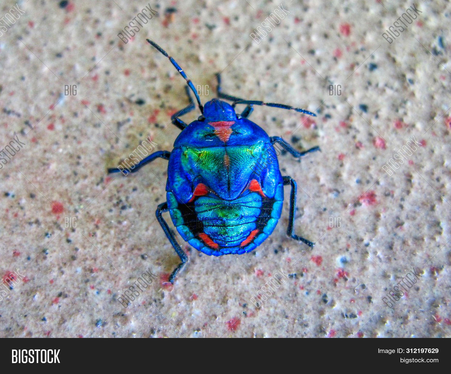 Hibiscus Harlequin Bug Image & Photo (Free Trial) | Bigstock