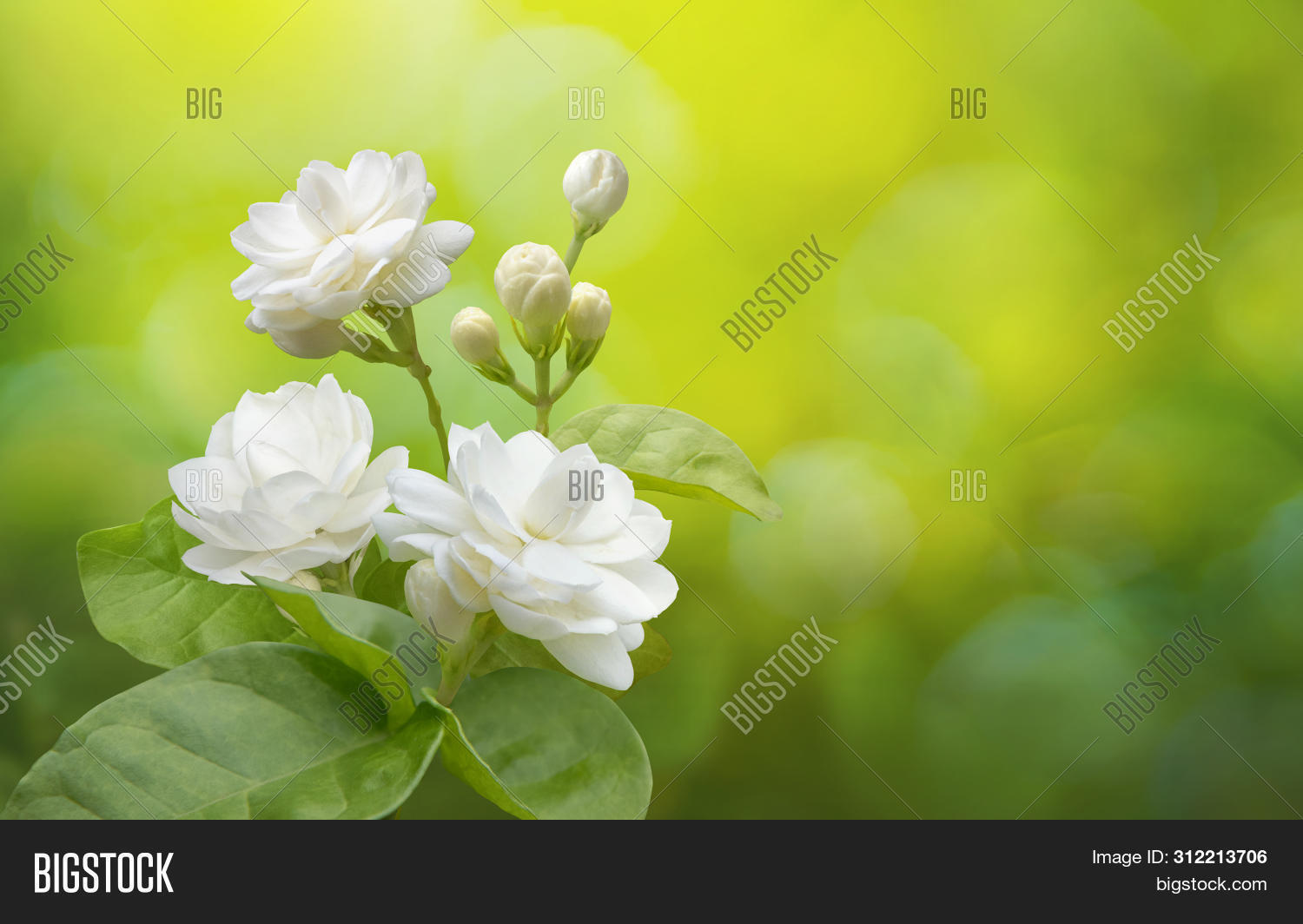 Jasmine Flower Symbol Image & Photo (Free Trial) | Bigstock