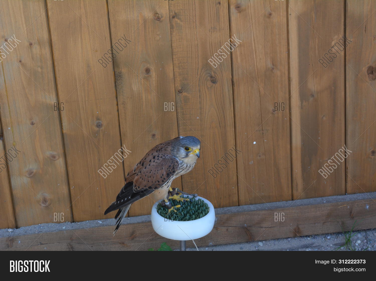Common Kestrel Sits On Image & Photo (Free Trial) | Bigstock