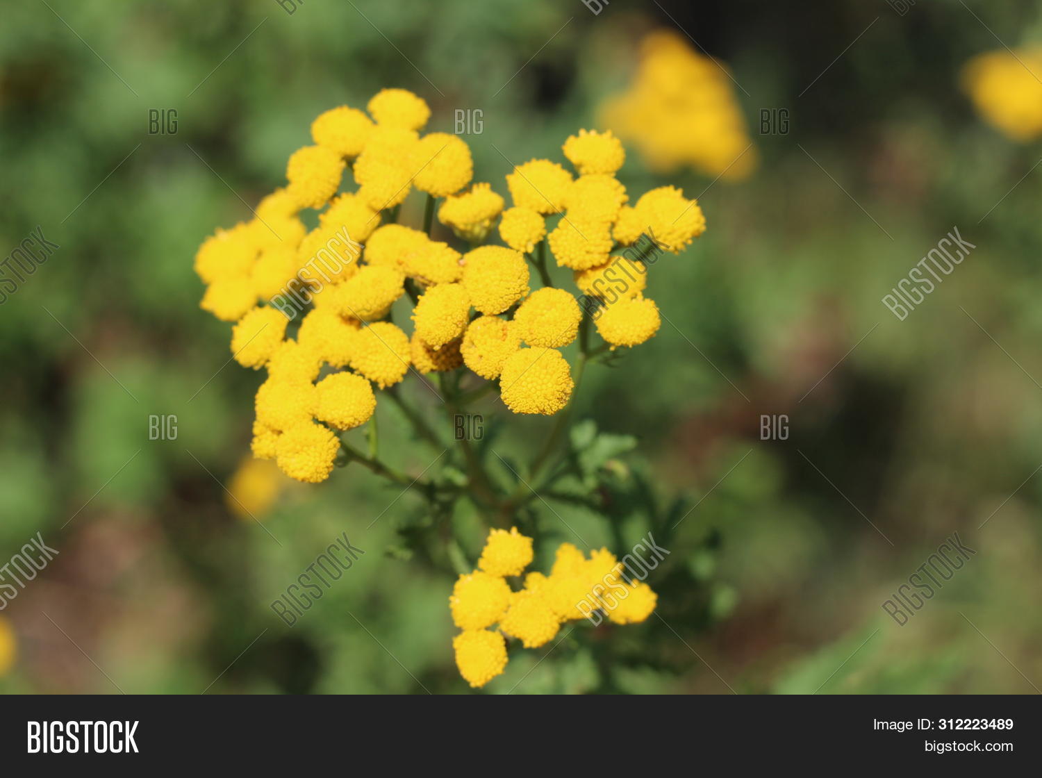 Yellow Tansy Flowers Image & Photo (Free Trial) | Bigstock