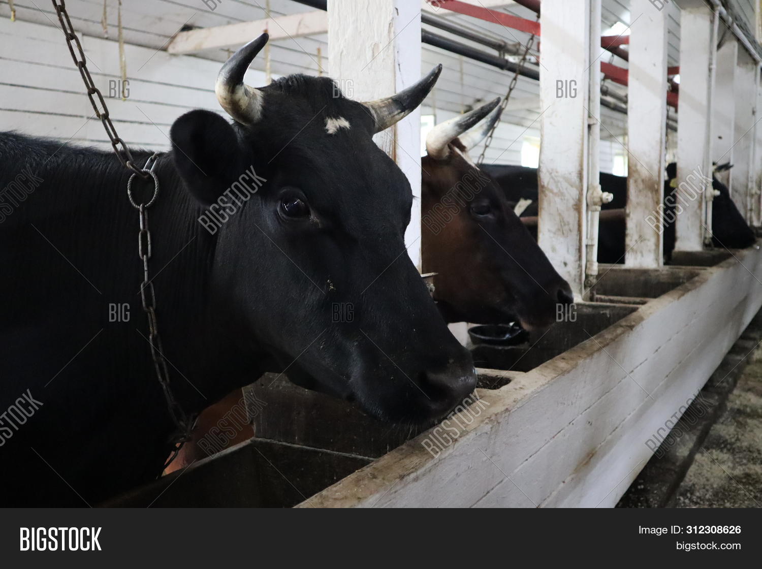 Cows Farm Stall. Milch Image & Photo (Free Trial) | Bigstock