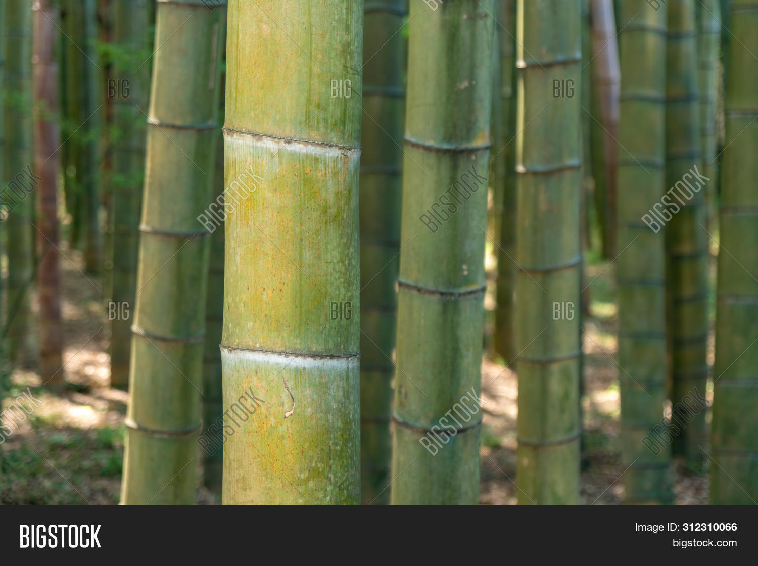 Bamboo Forest Trees Image & Photo (Free Trial) | Bigstock