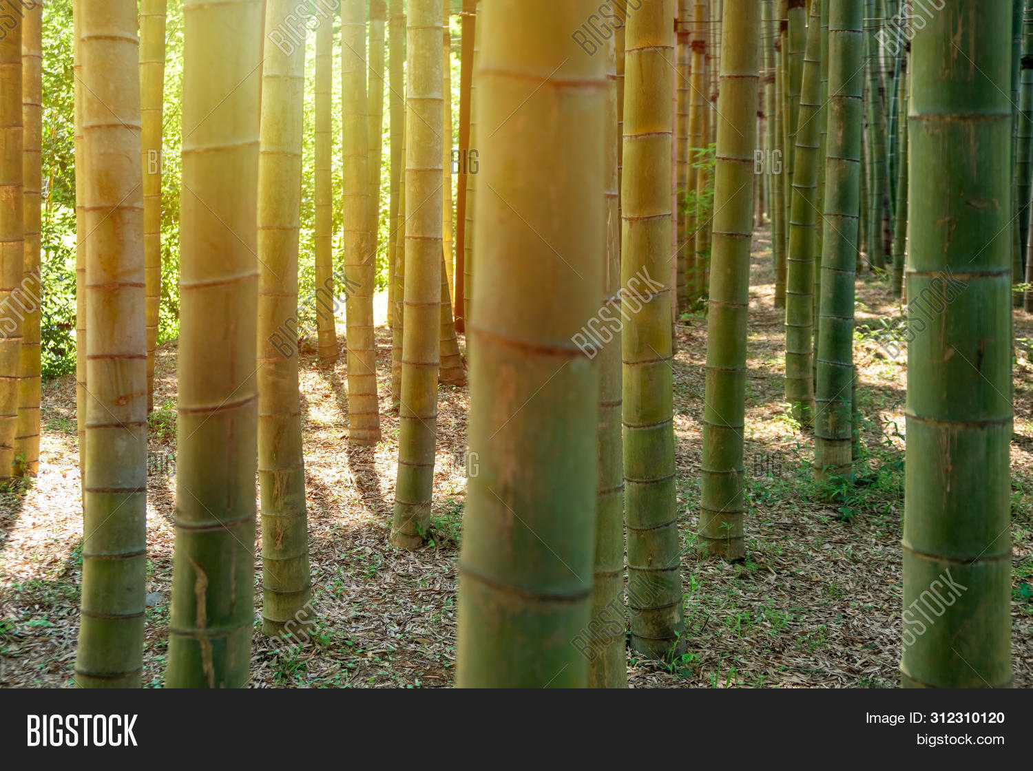 Bamboo Forest Trees Image & Photo (Free Trial) | Bigstock