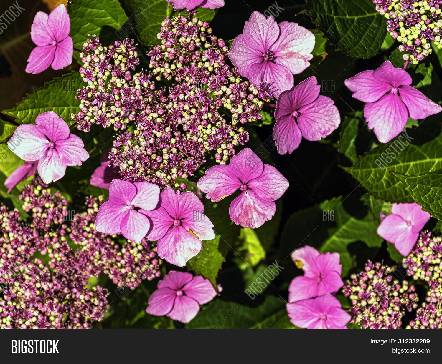 Hydrangea Macrophylla Image & Photo (Free Trial) | Bigstock