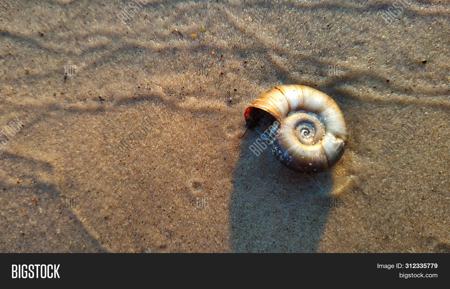River Clam Shell On Image & Photo (Free Trial) | Bigstock