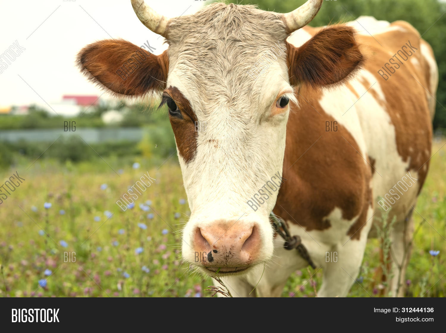 Piebald Cow Red Spots Image & Photo (Free Trial) | Bigstock