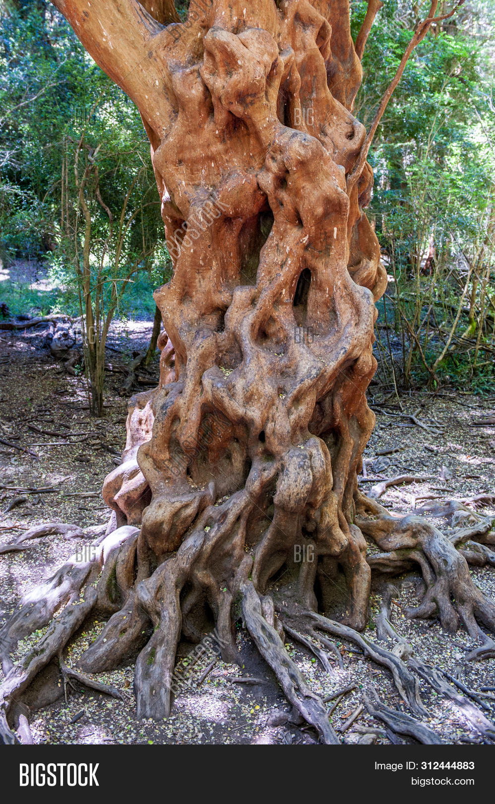 Big Roots Above Image & Photo (Free Trial) | Bigstock