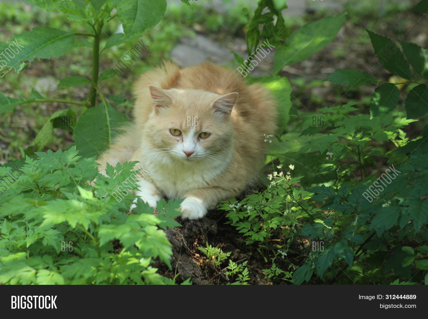 Tan White Cat Laying Image & Photo (Free Trial) | Bigstock