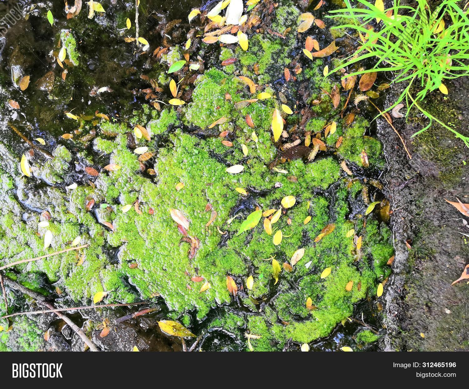 Swamp Algae. Green Image & Photo (Free Trial) | Bigstock