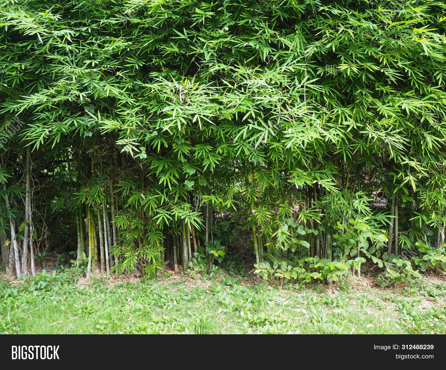 Fresh Green Bamboo Image & Photo (Free Trial) | Bigstock