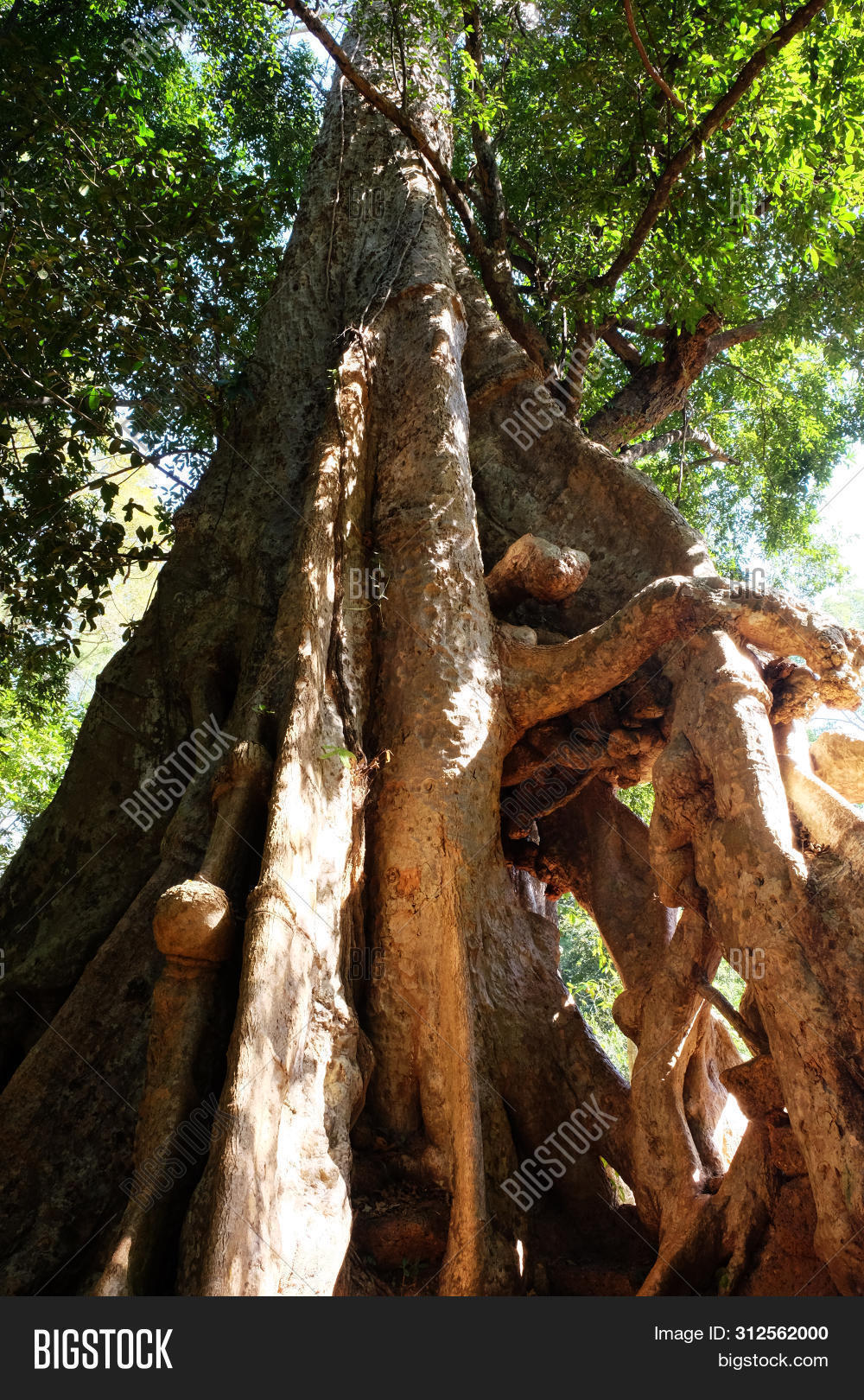 Lower Part Tree Trunk Image & Photo (Free Trial) | Bigstock