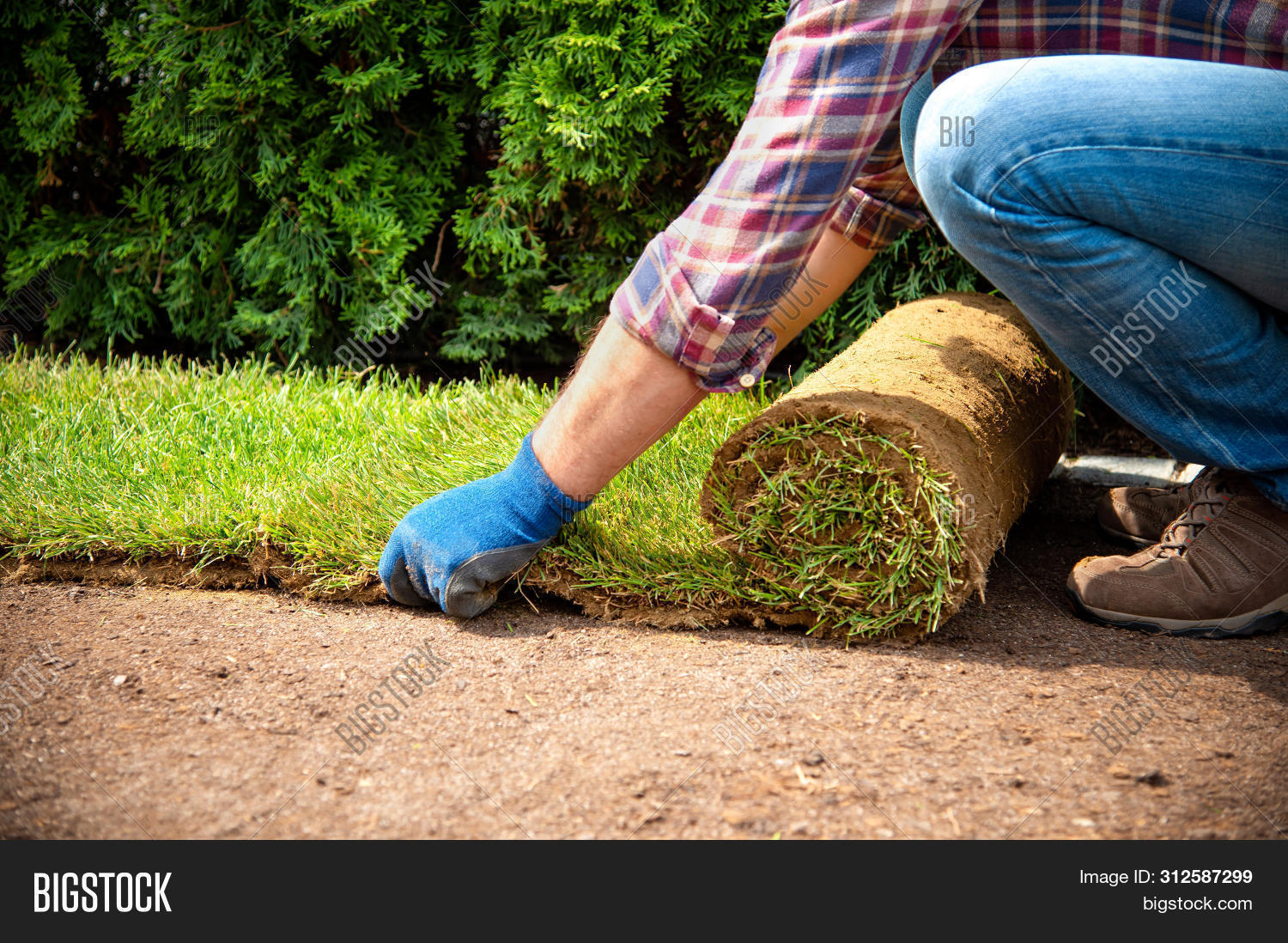 Man Laying Grass Turf Image & Photo (Free Trial) | Bigstock