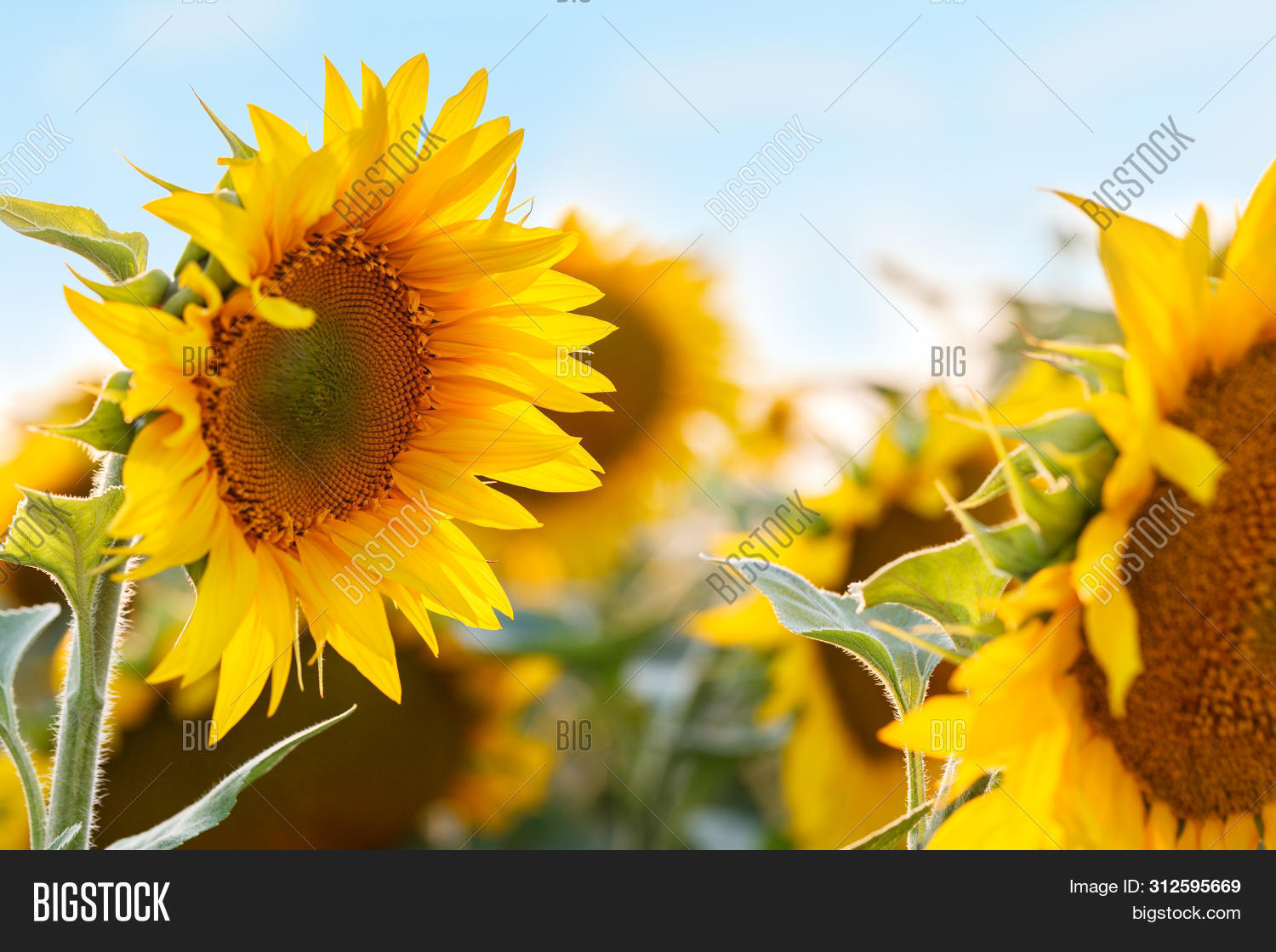 Sunflower Natural Image & Photo (Free Trial) | Bigstock