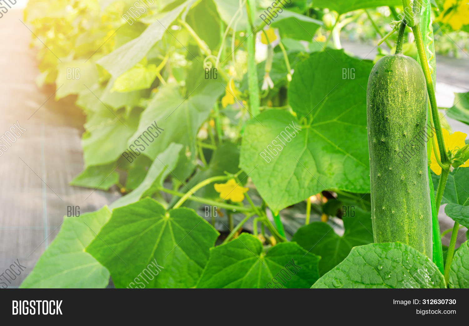 Young Cucumber Hanging Image & Photo (Free Trial) | Bigstock