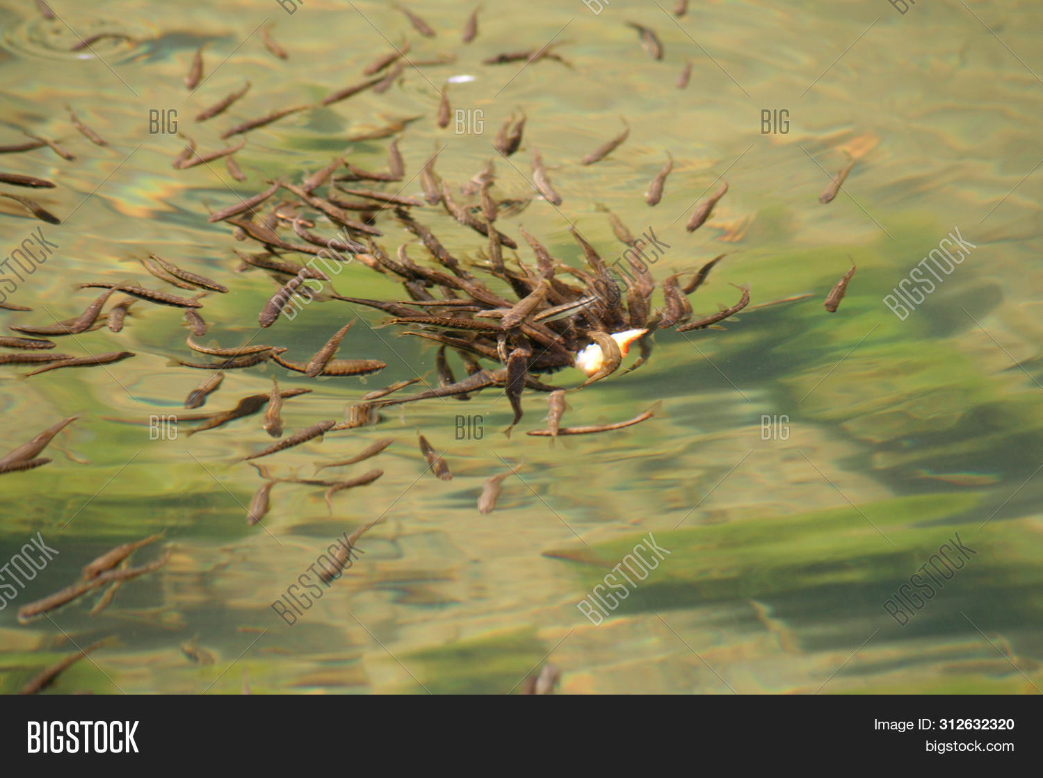 Brook Trout On Surface Image & Photo (Free Trial) | Bigstock