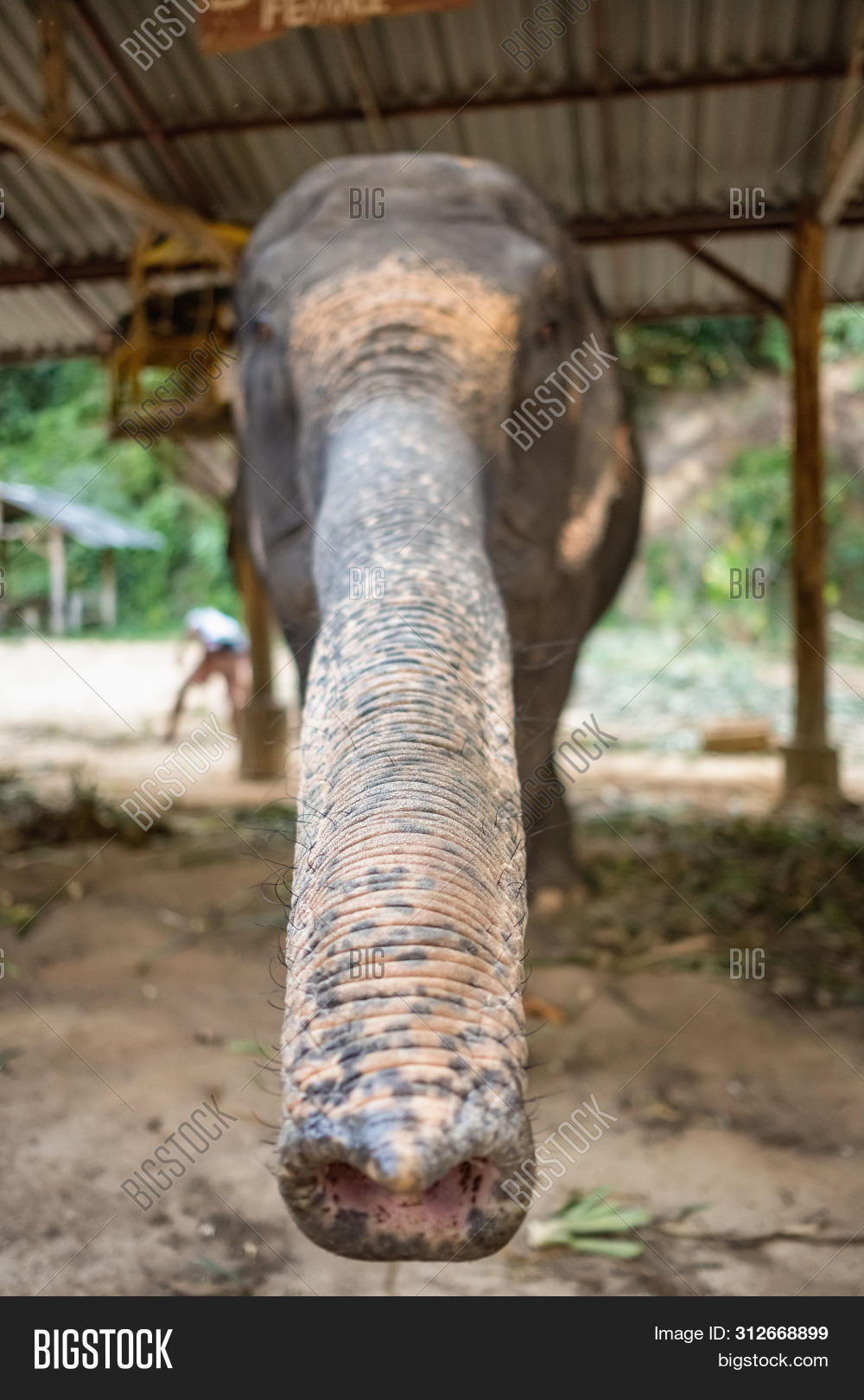 Asian Elephant Image & Photo (Free Trial) | Bigstock
