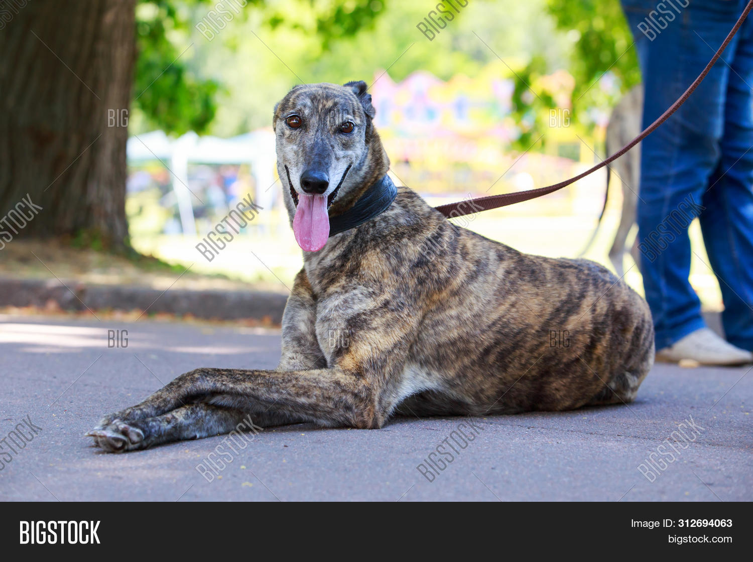A Dog That Looks Like A Greyhound