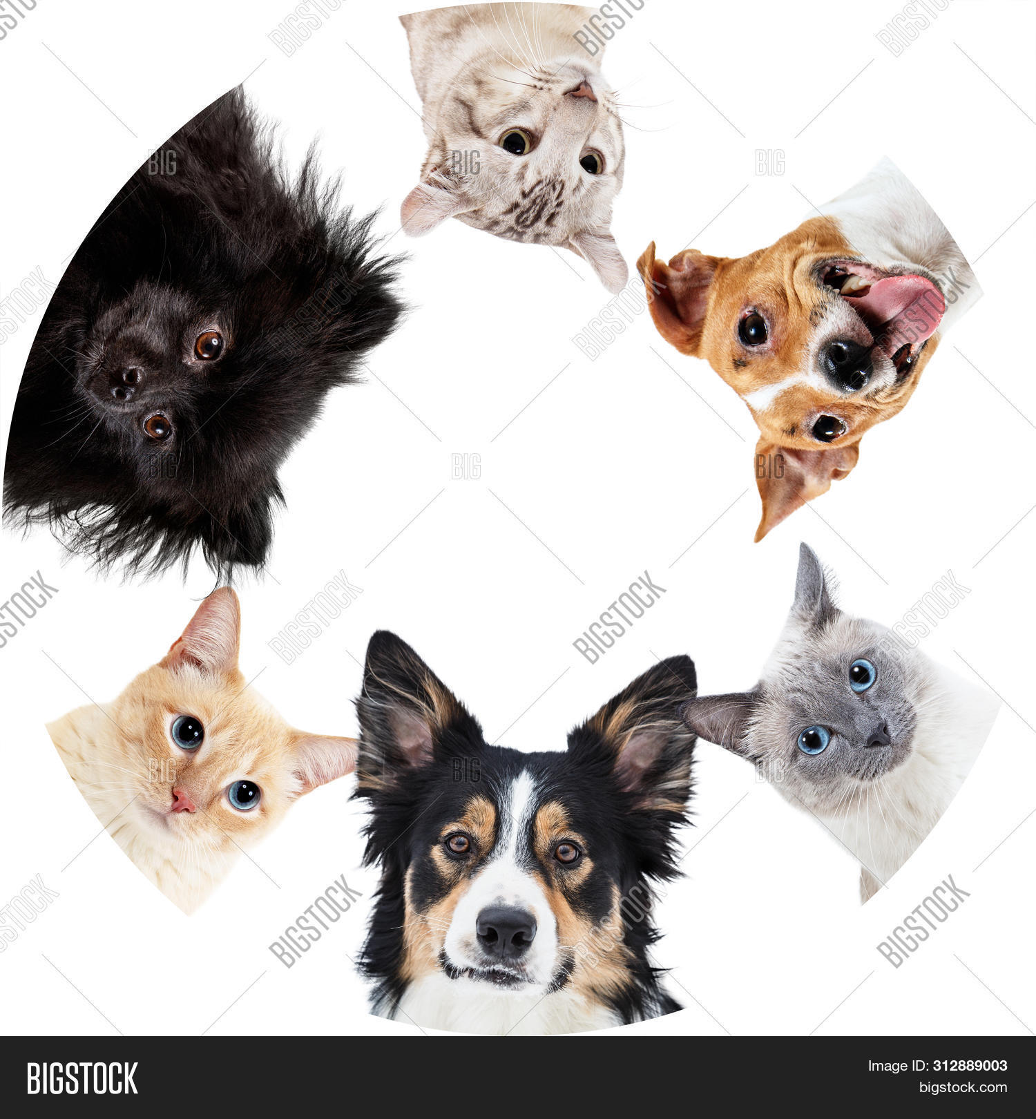 Collage Domestic Image & Photo (Free Trial) | Bigstock