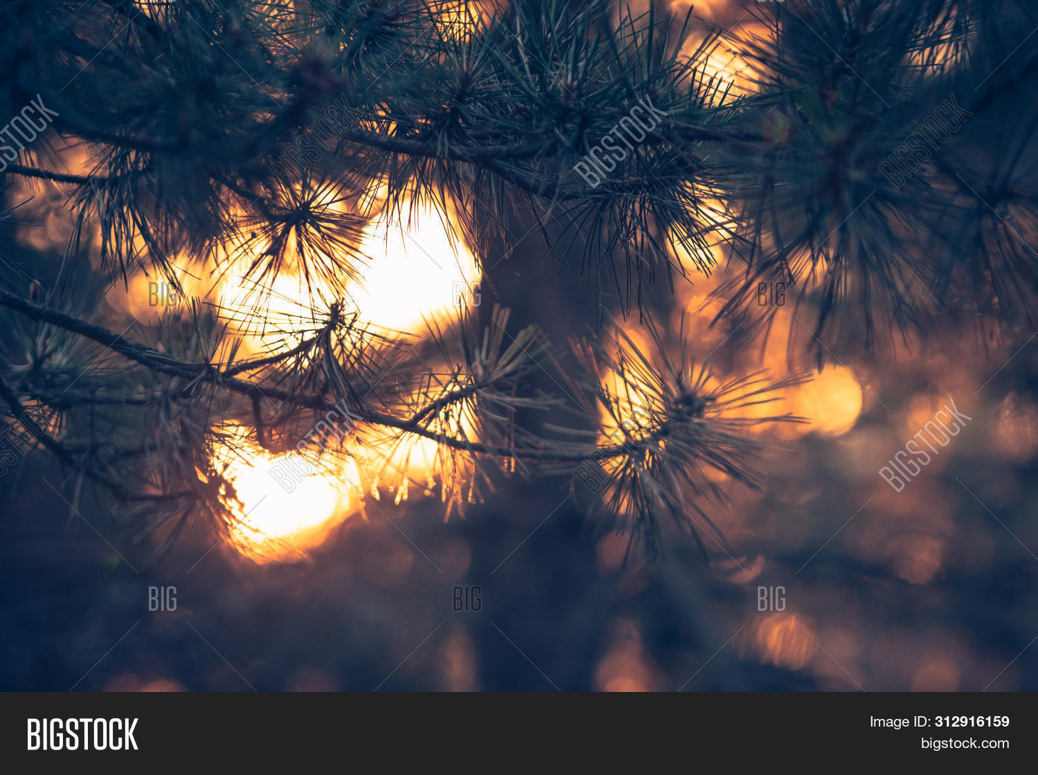 Sunset Pine Forest Image & Photo (Free Trial) | Bigstock