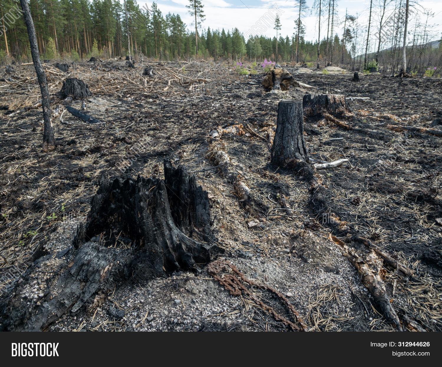 Forest Fire Aftermath Image & Photo (Free Trial) | Bigstock