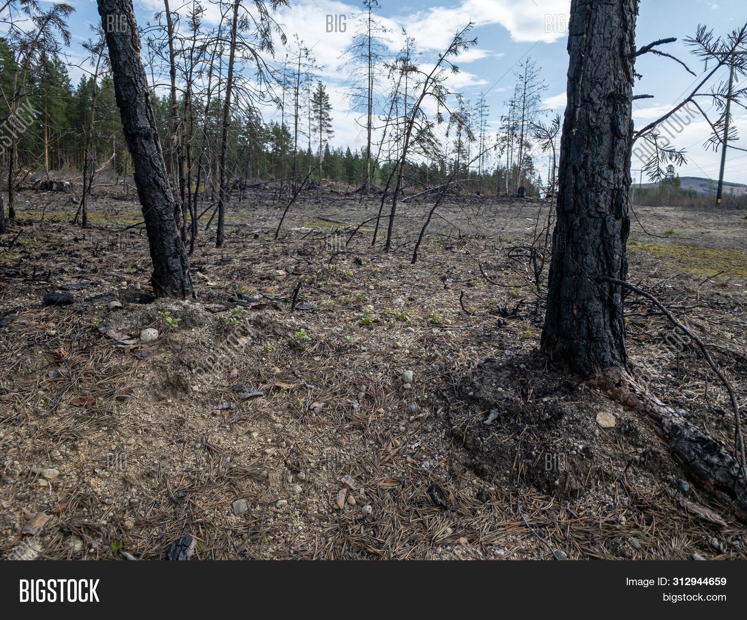 Forest Fire Aftermath Image & Photo (Free Trial) | Bigstock